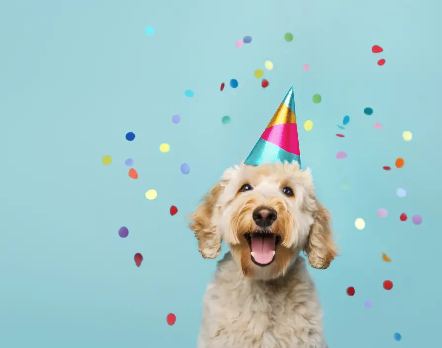 Achievements worth barking about - Elite Franchise Magazine